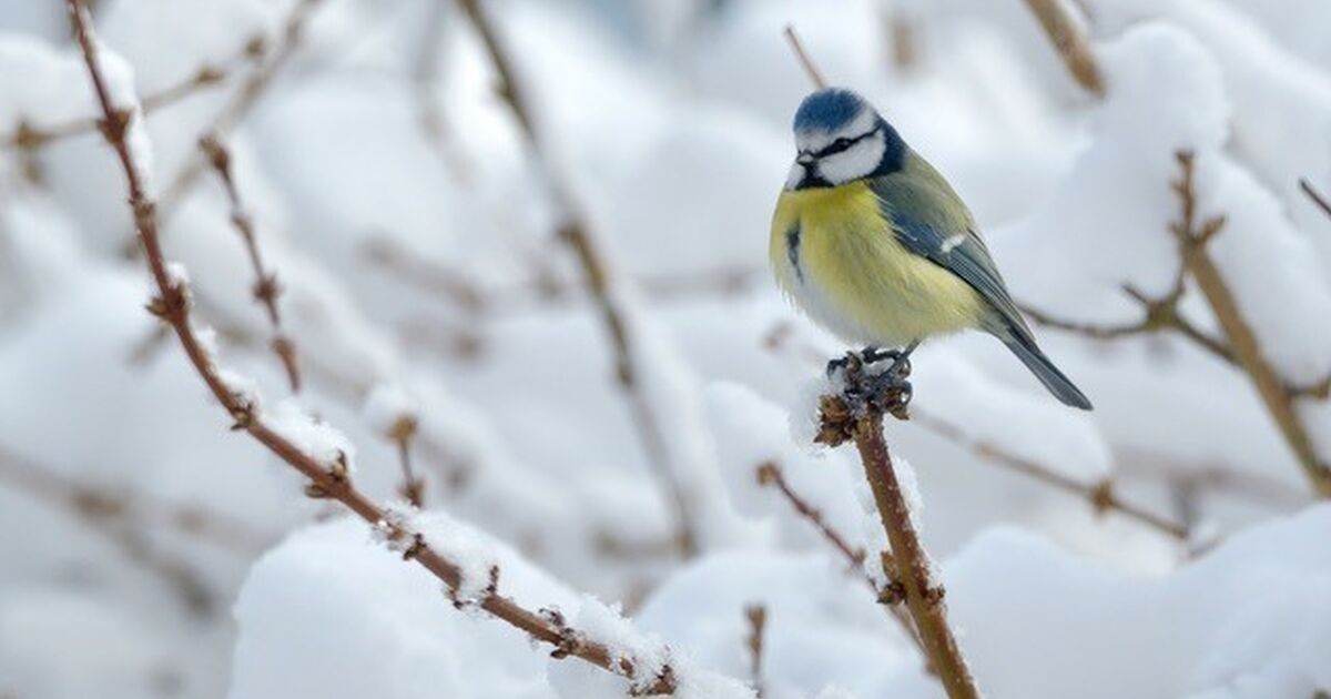 Kleine Meise ganz groß | Rotondes - Cultural exploration